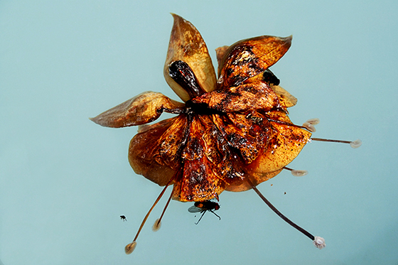 Dúo elemental mortecino. – WORKSHOP